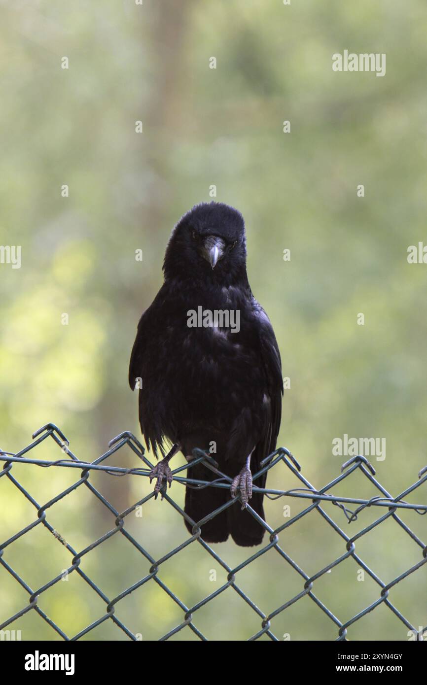 Raven crow on a wire mesh fence Stock Photo - Alamy