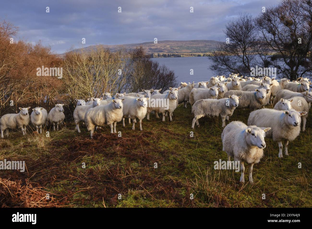 Isla de escocia hi-res stock photography and images - Alamy