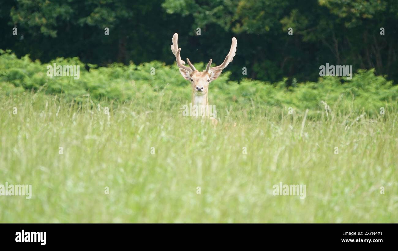 Summer UK, Lone Stag in Grass Field Stock Photo - Alamy