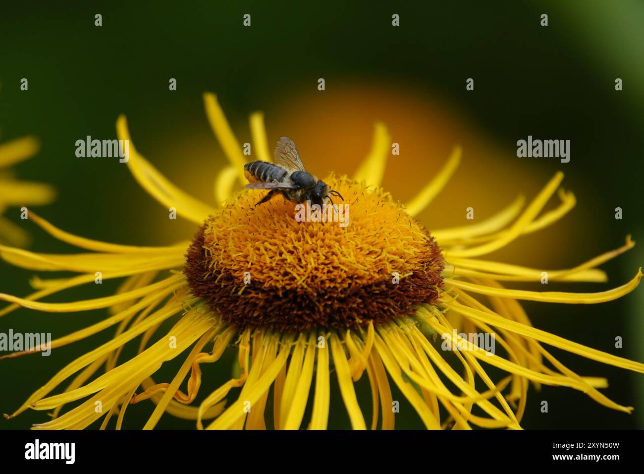 Summer UK, Bee Pollinating Inula Hookeri Stock Photo - Alamy