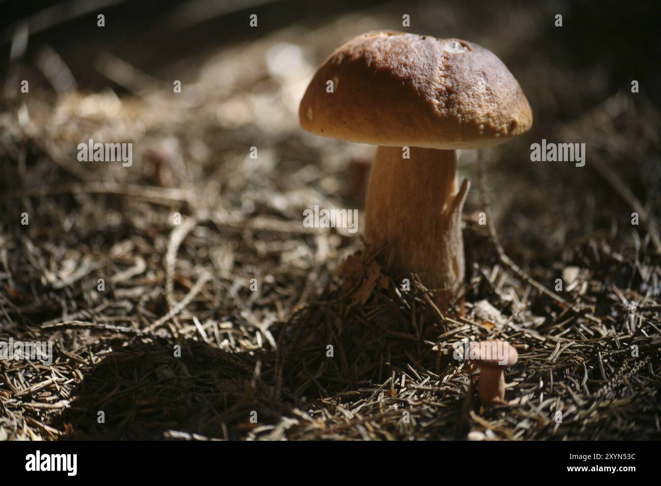 King bolete (boletus edulis Stock Photo - Alamy