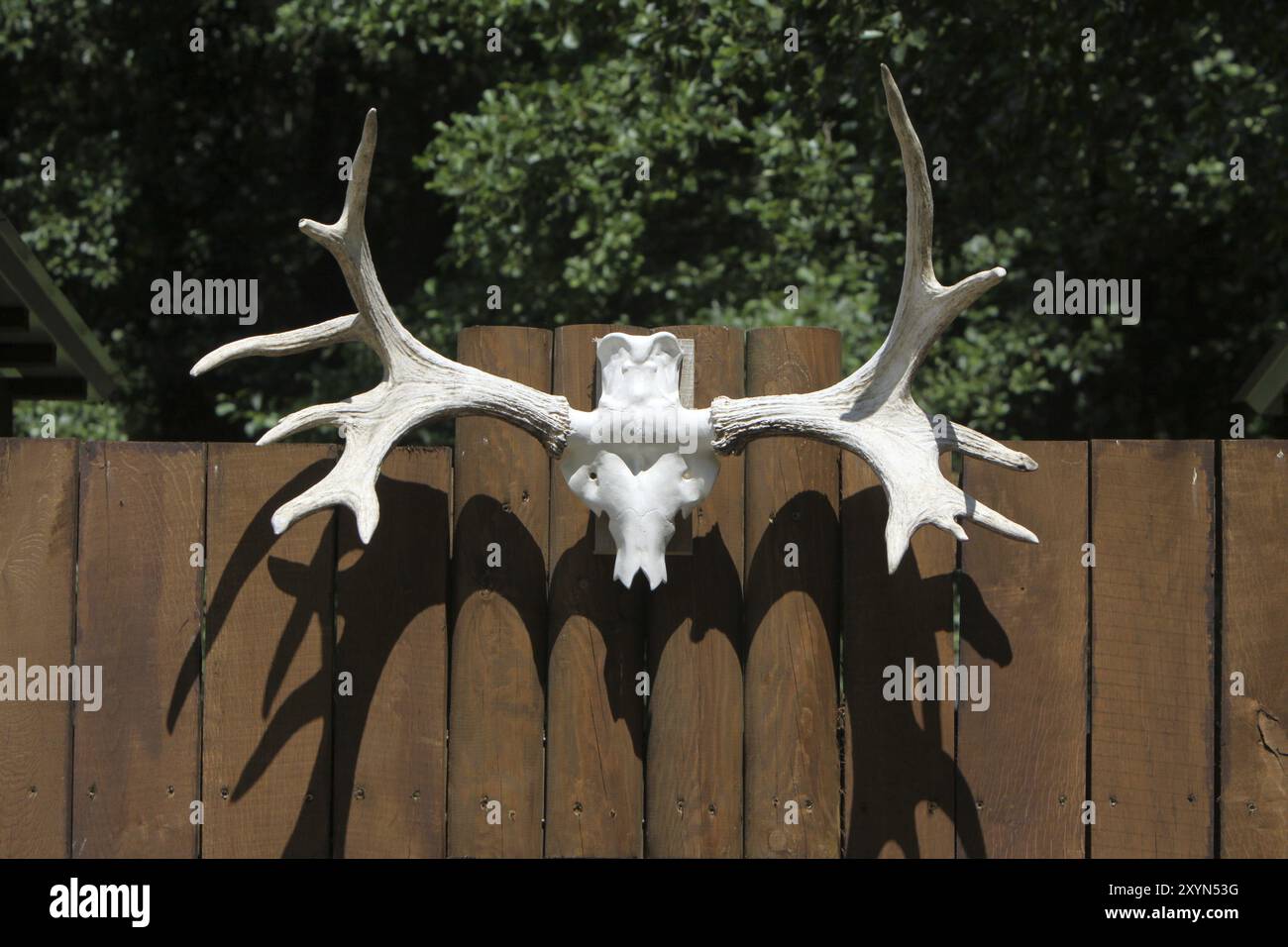 Moose skull hi-res stock photography and images - Alamy