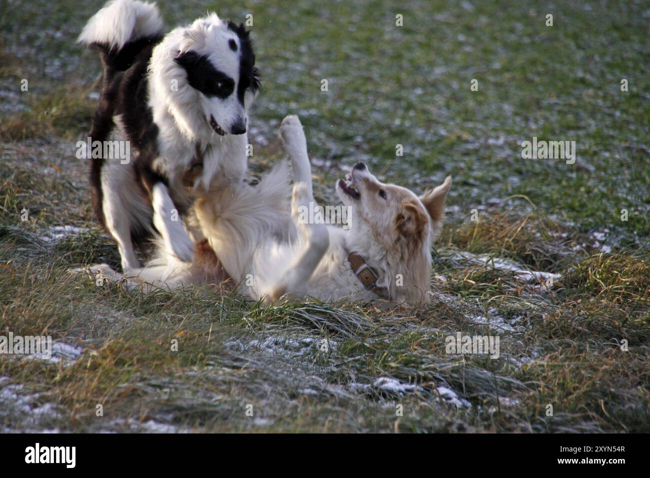 Scuffling hi-res stock photography and images - Alamy