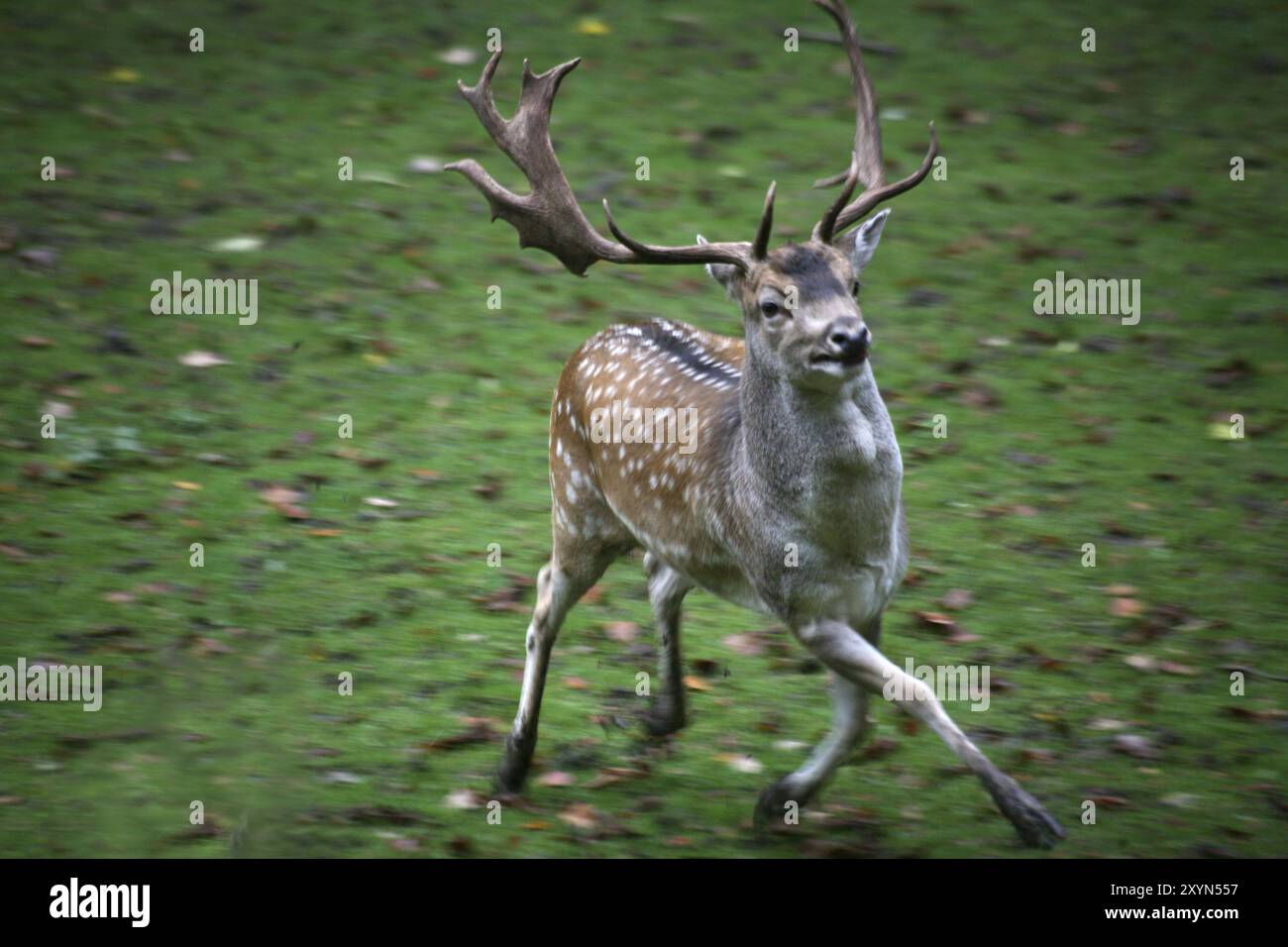 Variegated fallow hi-res stock photography and images - Alamy