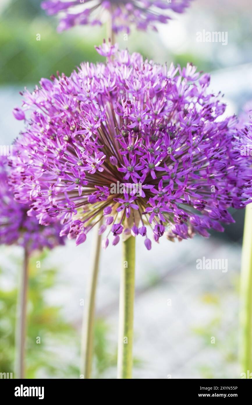 Blooming ramp, open aperture, macro Stock Photo - Alamy
