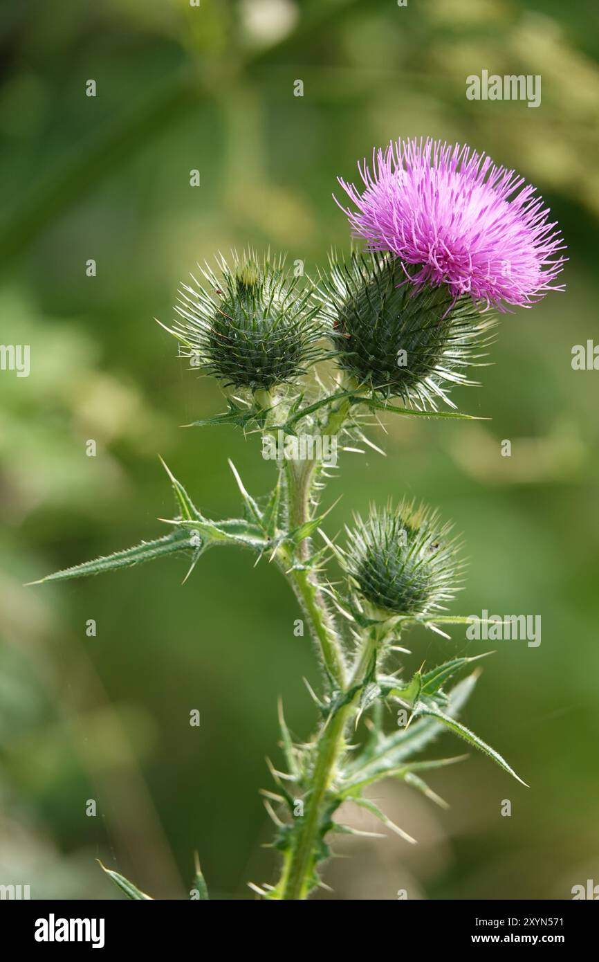 Purple spear thistle flower hi-res stock photography and images - Alamy