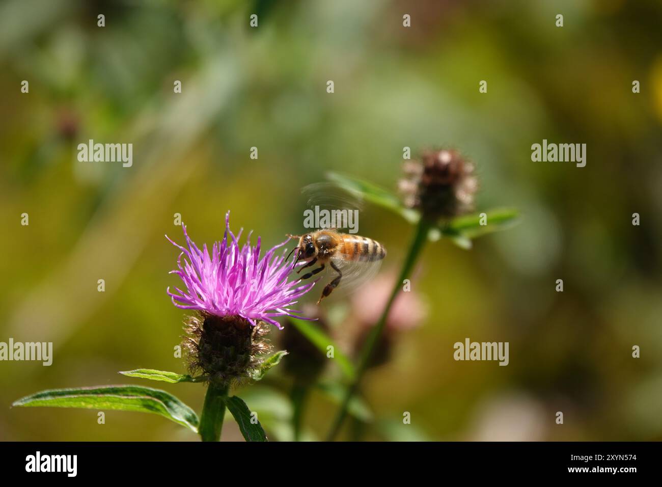 Summer UK, Bee Pollinating Lesser Knapweed Stock Photo - Alamy