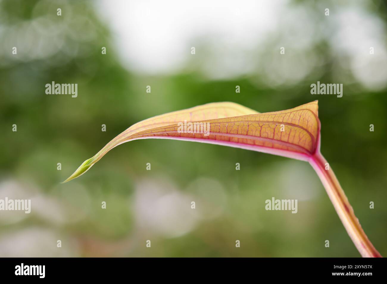 purple yam plant vine leaf in close-up macro view, ube, water or winged ...