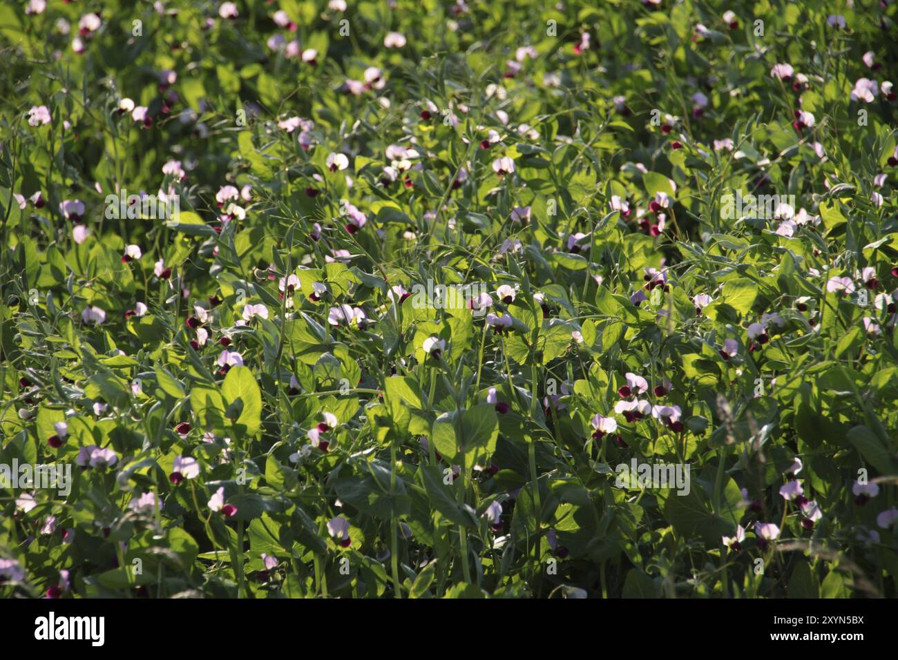 Flowering pea crop hi-res stock photography and images - Alamy