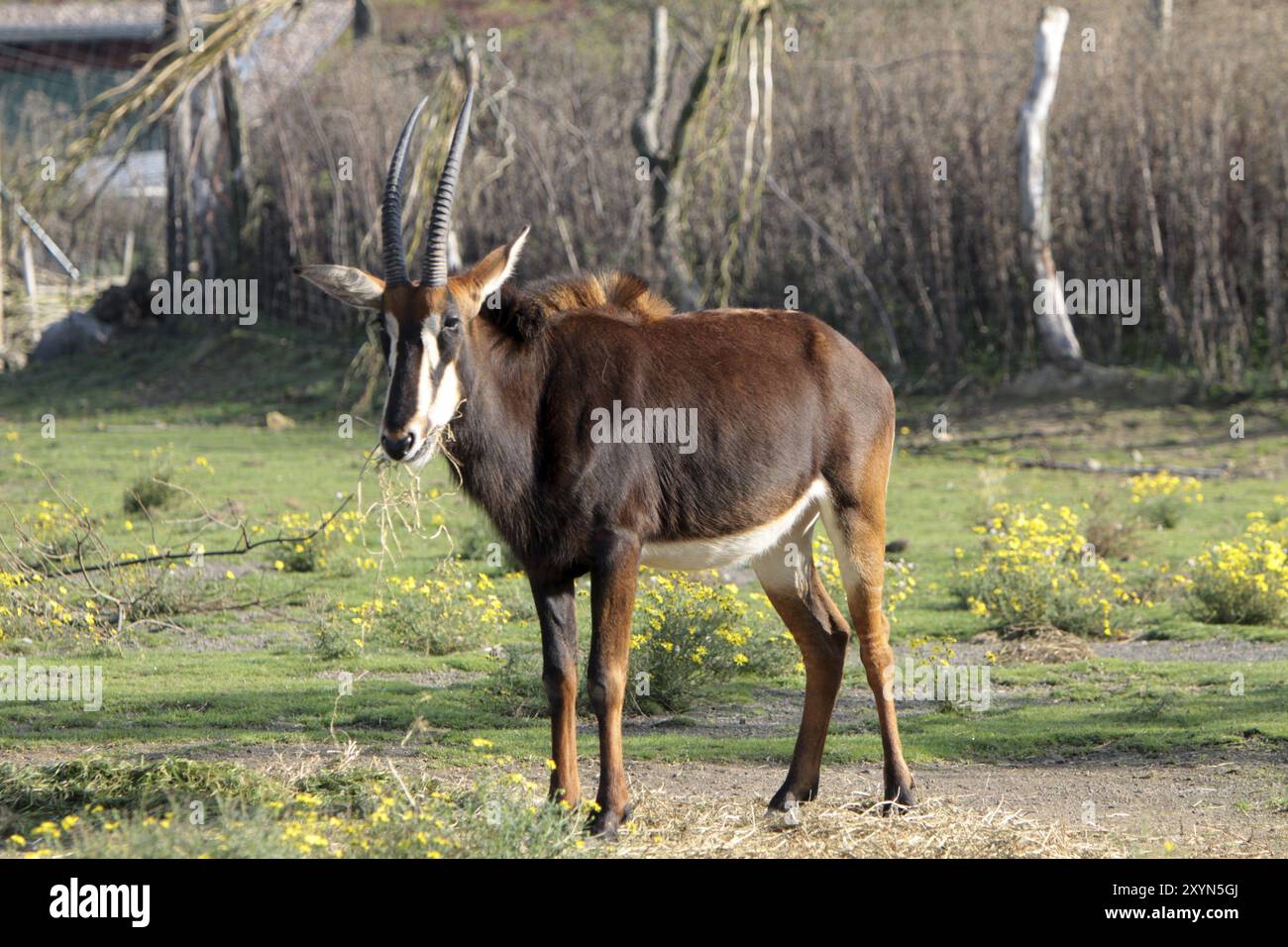 Sable antilopes hi-res stock photography and images - Alamy