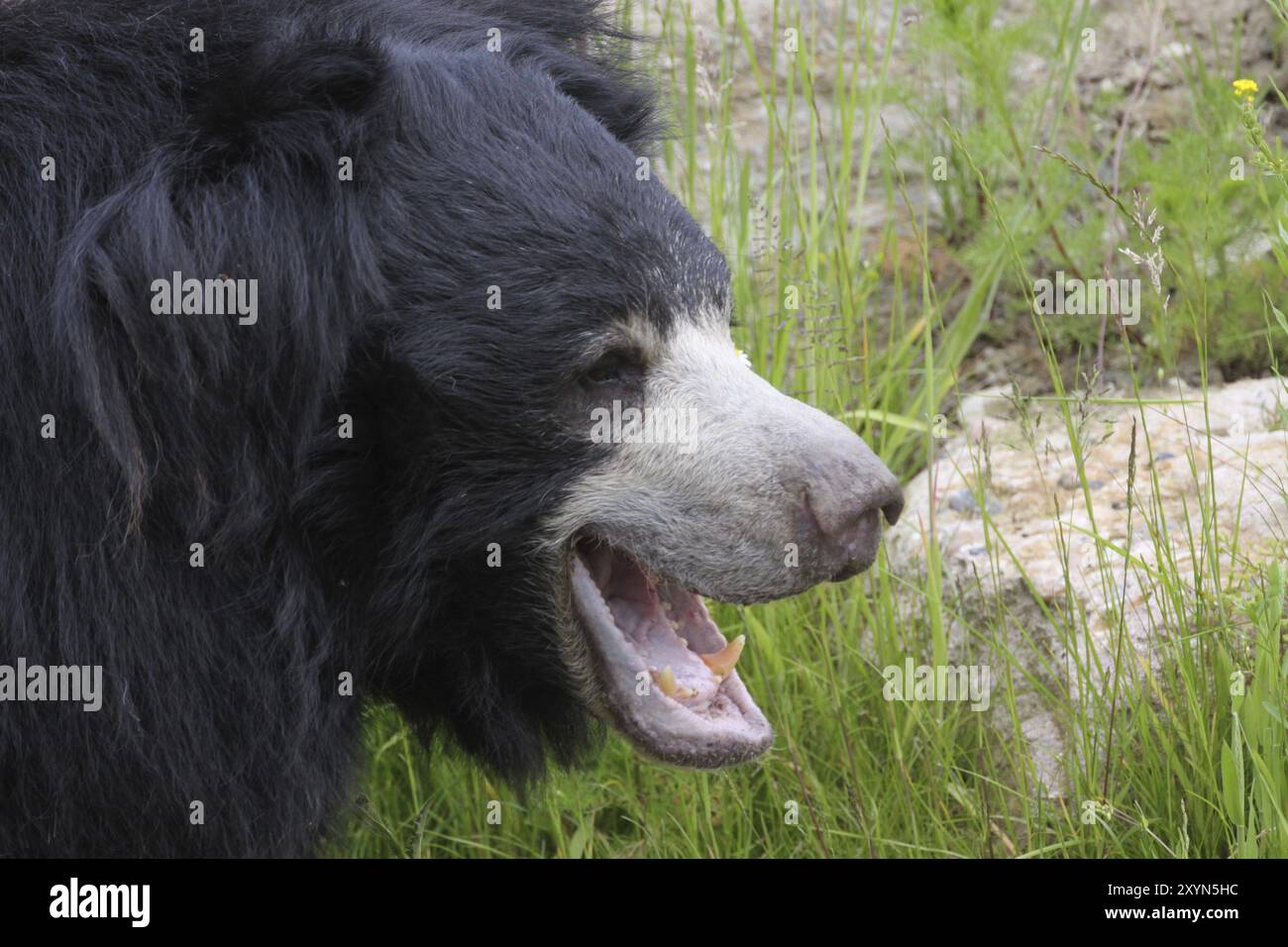 Asian labiated bear hi-res stock photography and images - Alamy