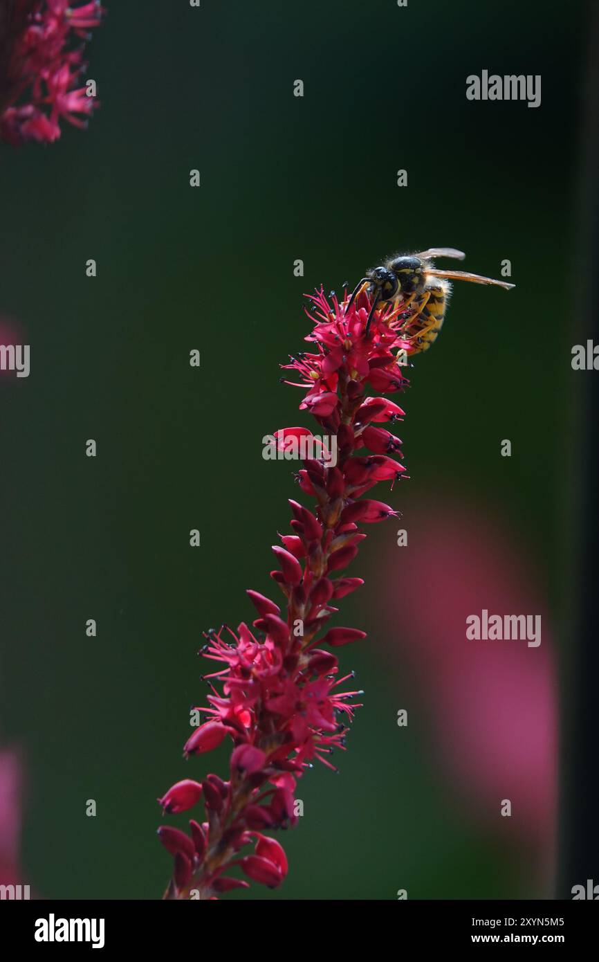 Summer UK, Common Wasp Feeding on Persicaria Flower Stock Photo - Alamy