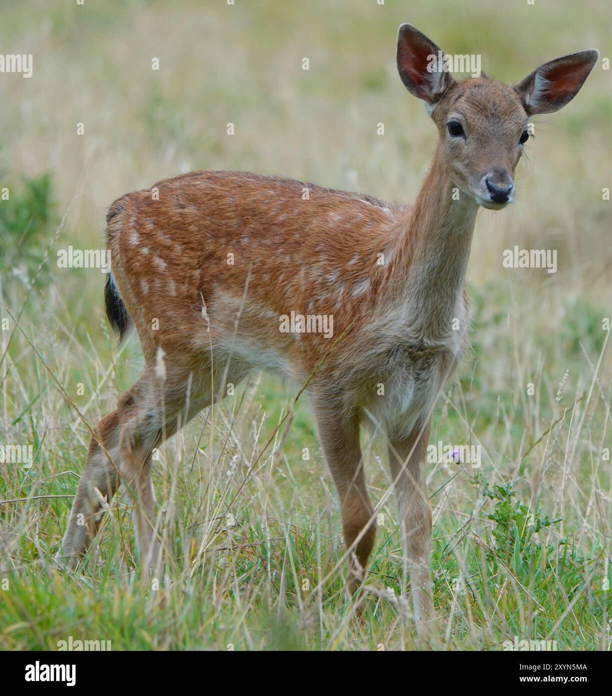 Lone fawn hi-res stock photography and images - Alamy