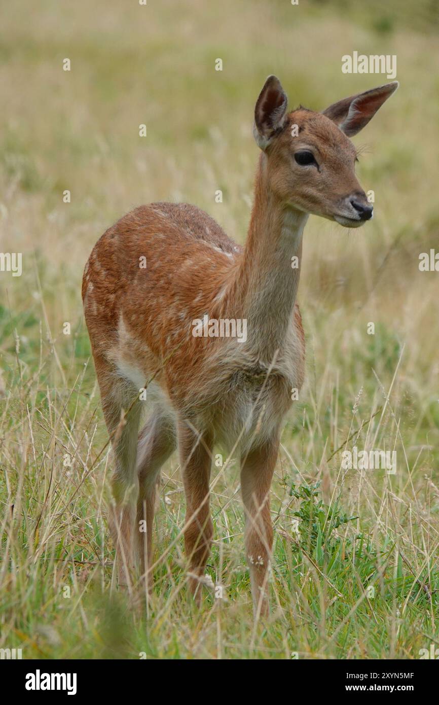 Beautiful young lone deer hi-res stock photography and images - Alamy