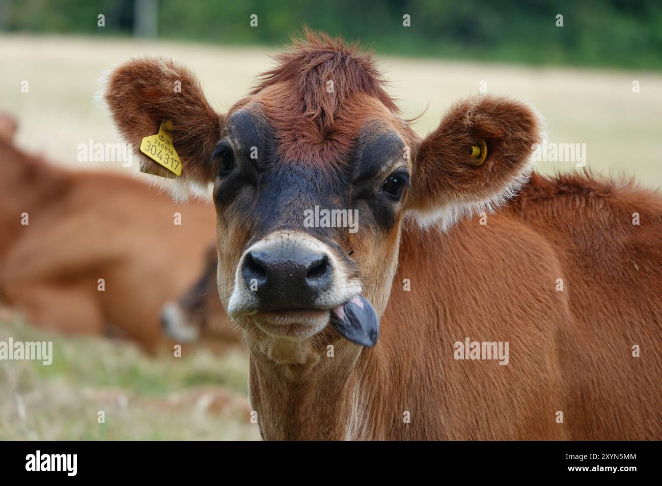 Jersey Cow Sticks Out Tongue Stock Photo - Alamy