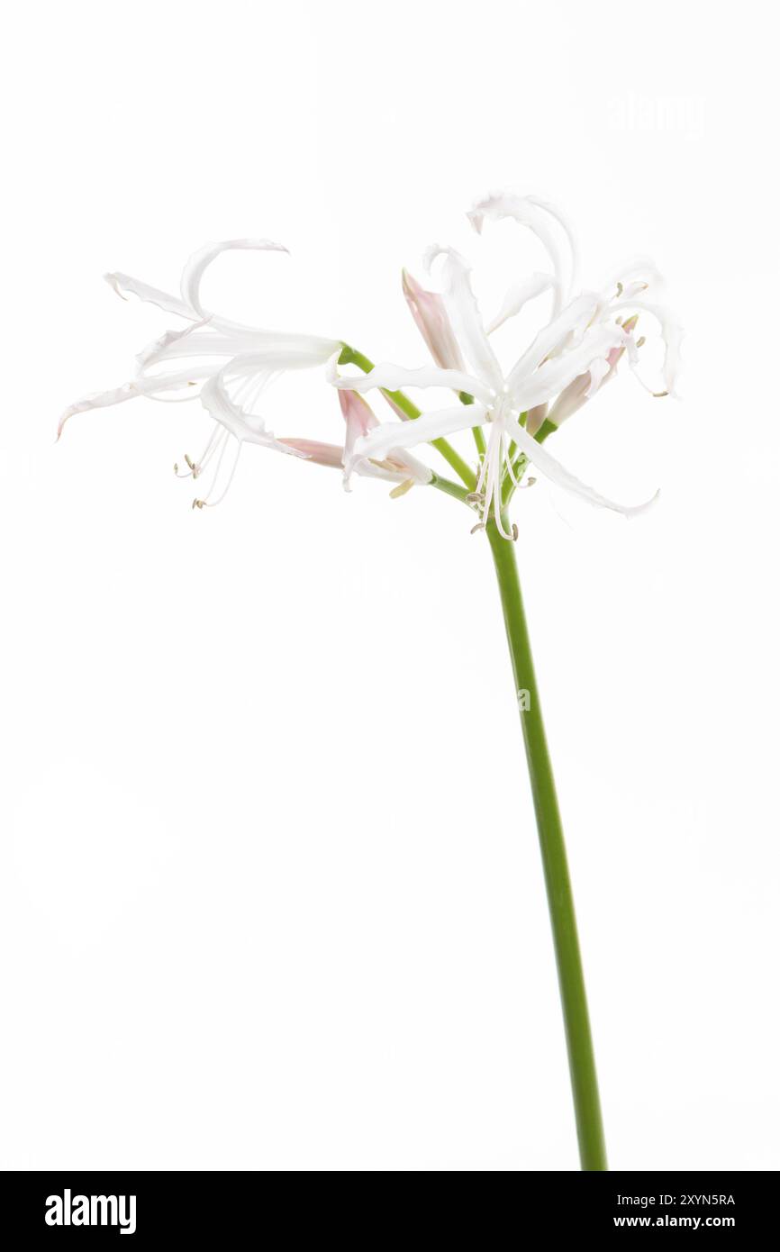 Ismene (Hymenocallis) on a white background Stock Photo - Alamy