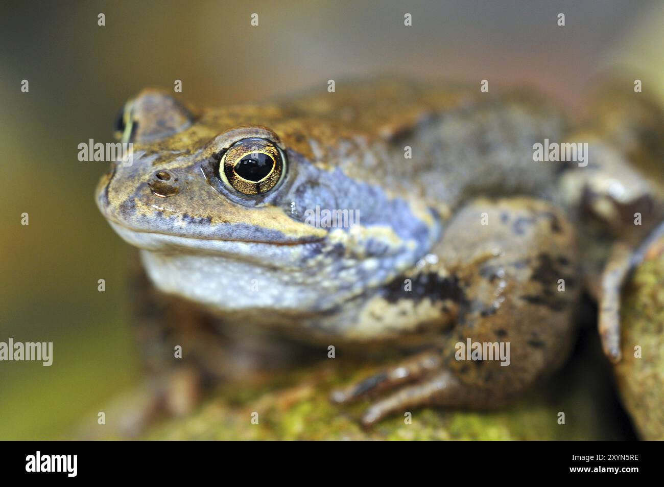 Female Common Frog.Grass female frog Stock Photo - Alamy