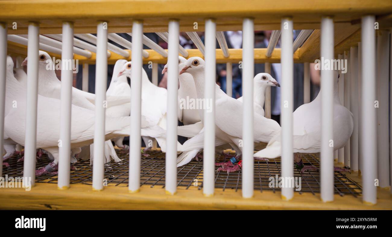 White pigeons in cage hi-res stock photography and images - Alamy