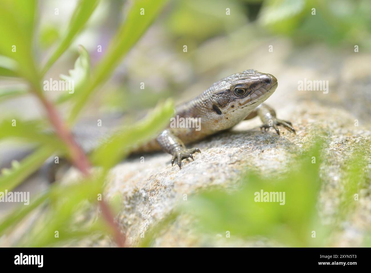 Wall lizard, Podarcis muralis, Common wall lizard, European wall lizard ...