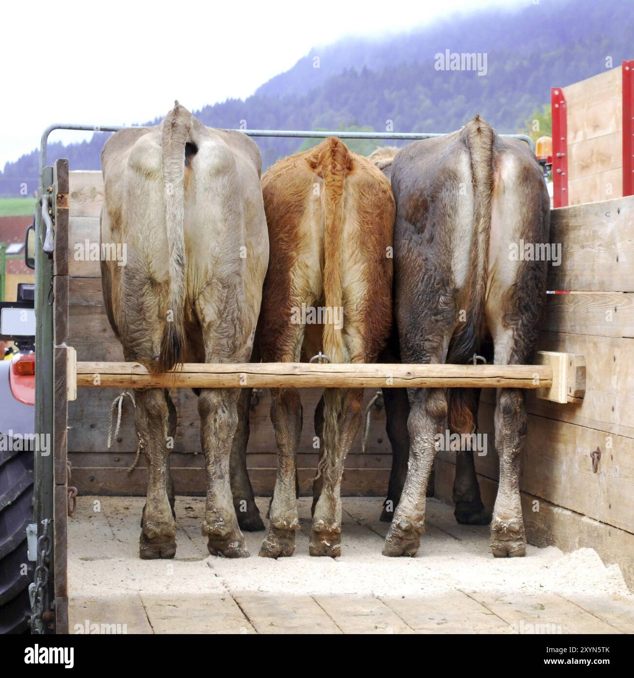 Cows on an animal transport truck Stock Photo - Alamy