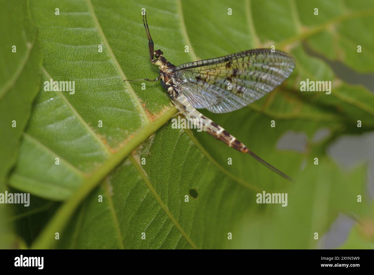 Green drake mayfly ephemera danica hi-res stock photography and images ...