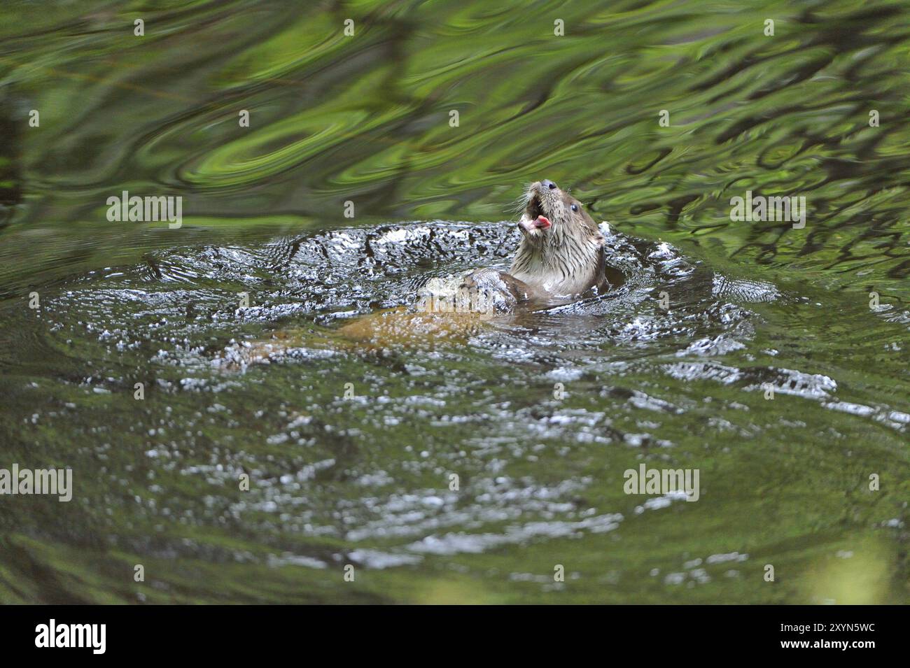Natural swimming position hi-res stock photography and images - Alamy