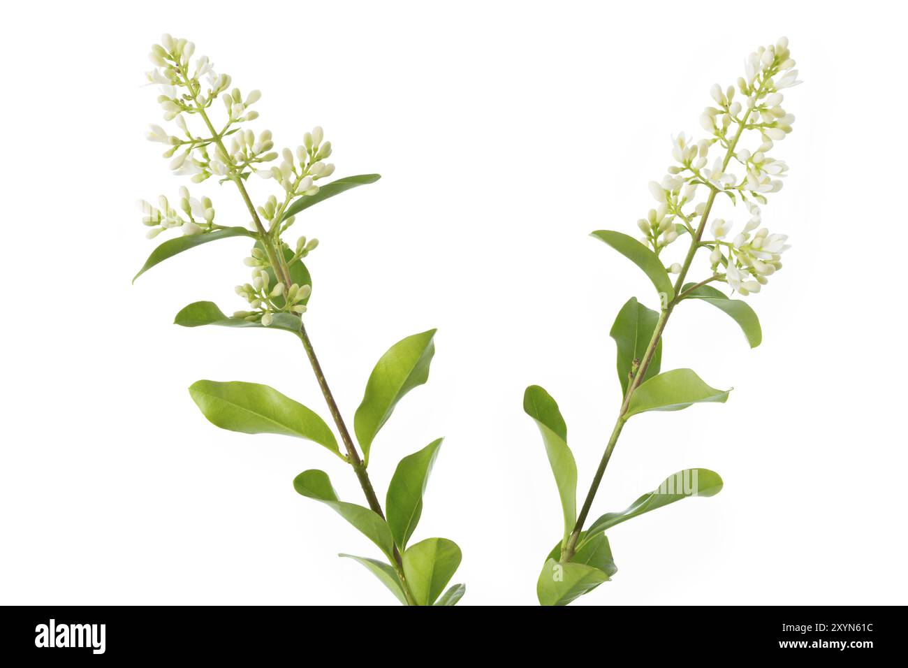 Flowering privet (Ligustrum Stock Photo - Alamy