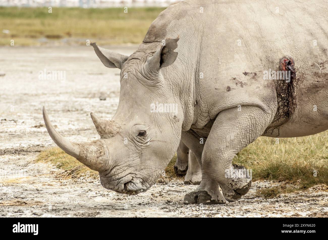 A female White Rhinocores bleeding from a bullet wound Stock Photo - Alamy