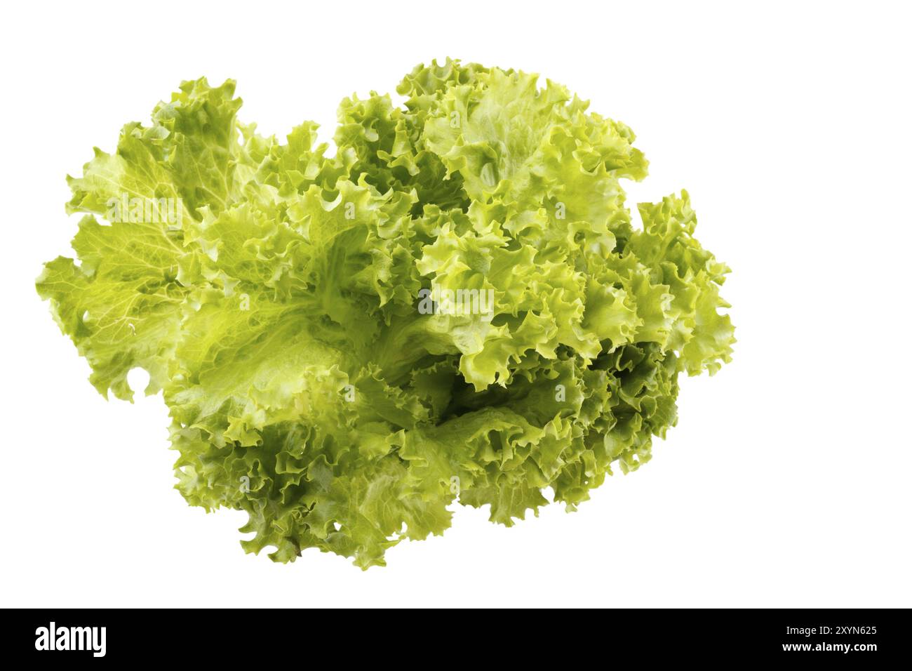 Fresh salad romaine lettuce isolated on white background. Isolated ...
