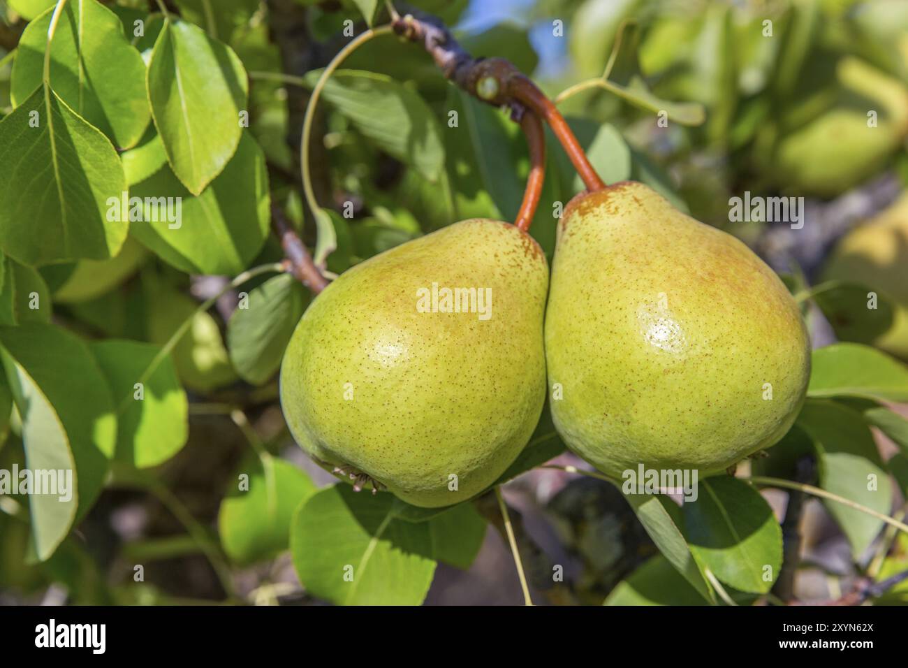 Pears hanging hi-res stock photography and images - Alamy
