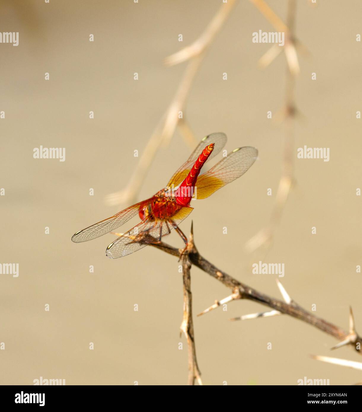 The male Orange-winged Dropwing is a vivid dragonfly that perches in ...