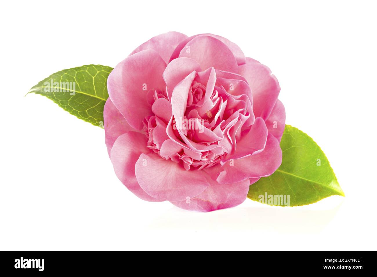 Pink camellia flower isolated on white background. Camellia japonica ...