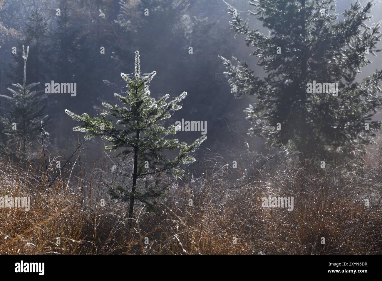 Tiny spruces hi-res stock photography and images - Alamy