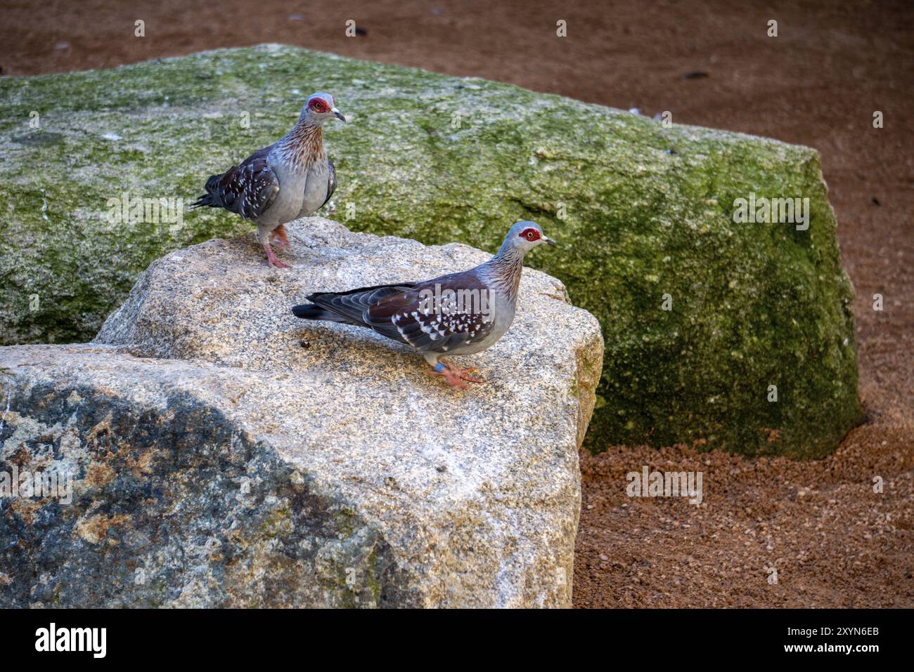 VALENCIA, SPAIN, FEBRUARY 26 : Speckled Pigeons at the Bioparc in ...