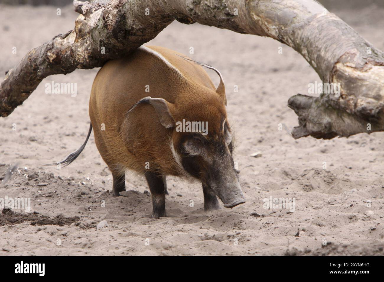 Brush eared pig hi-res stock photography and images - Alamy