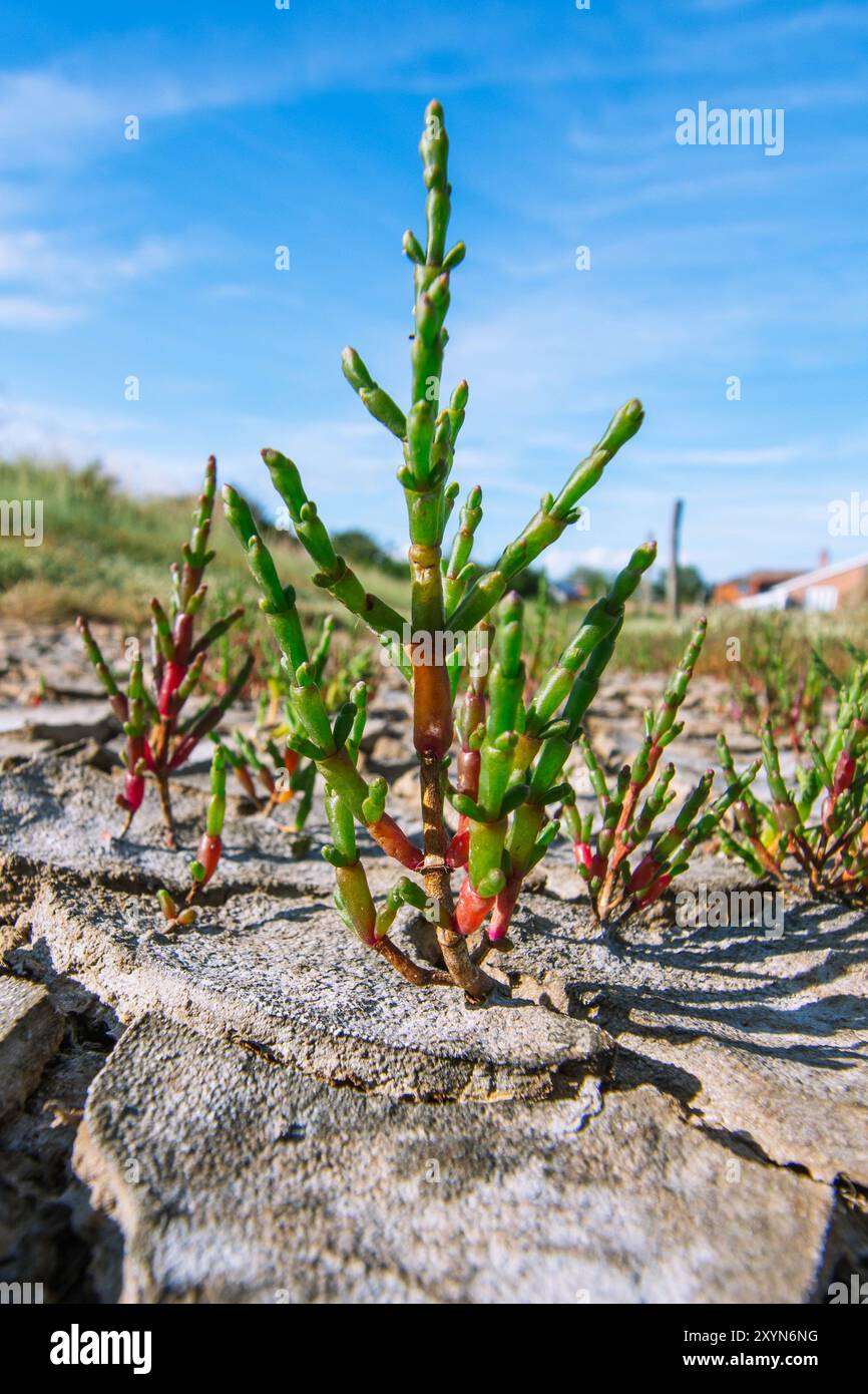 Salicornia salt marsh hi-res stock photography and images - Alamy