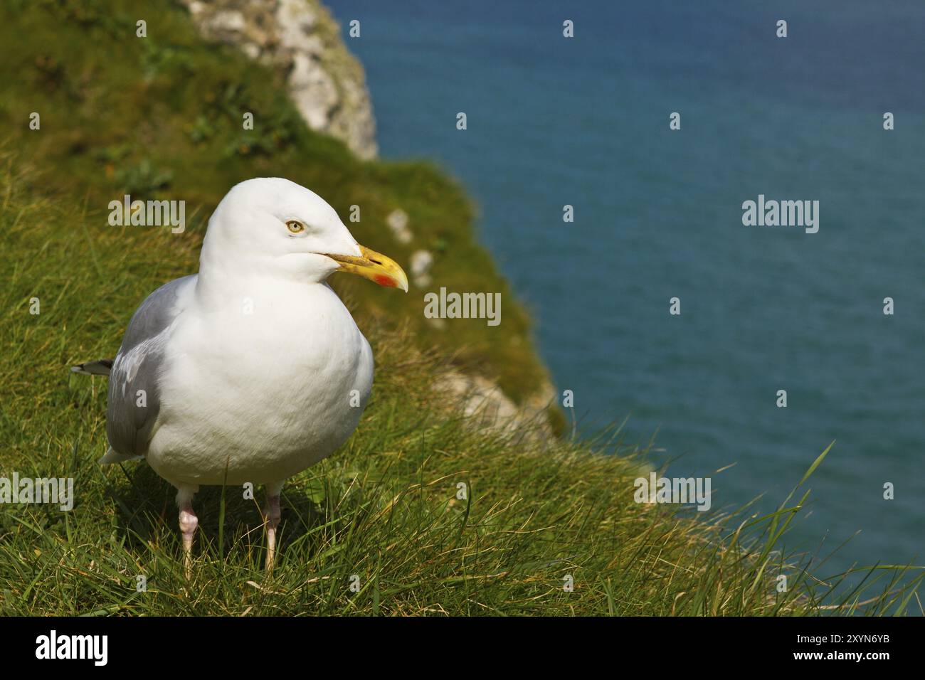 European herring gull (Larus argentatus Stock Photo - Alamy