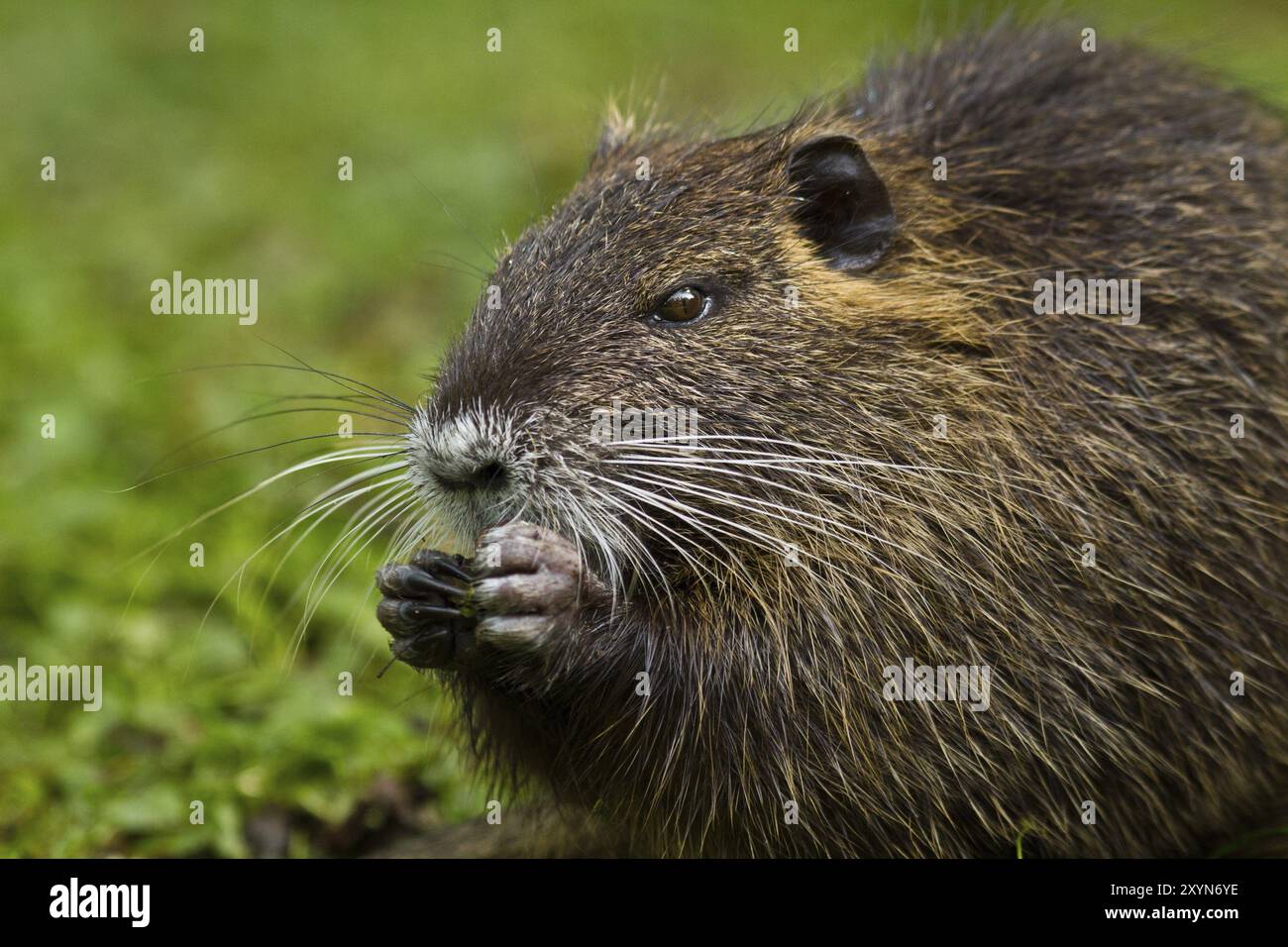Nutria (Myocastor coypus Stock Photo - Alamy