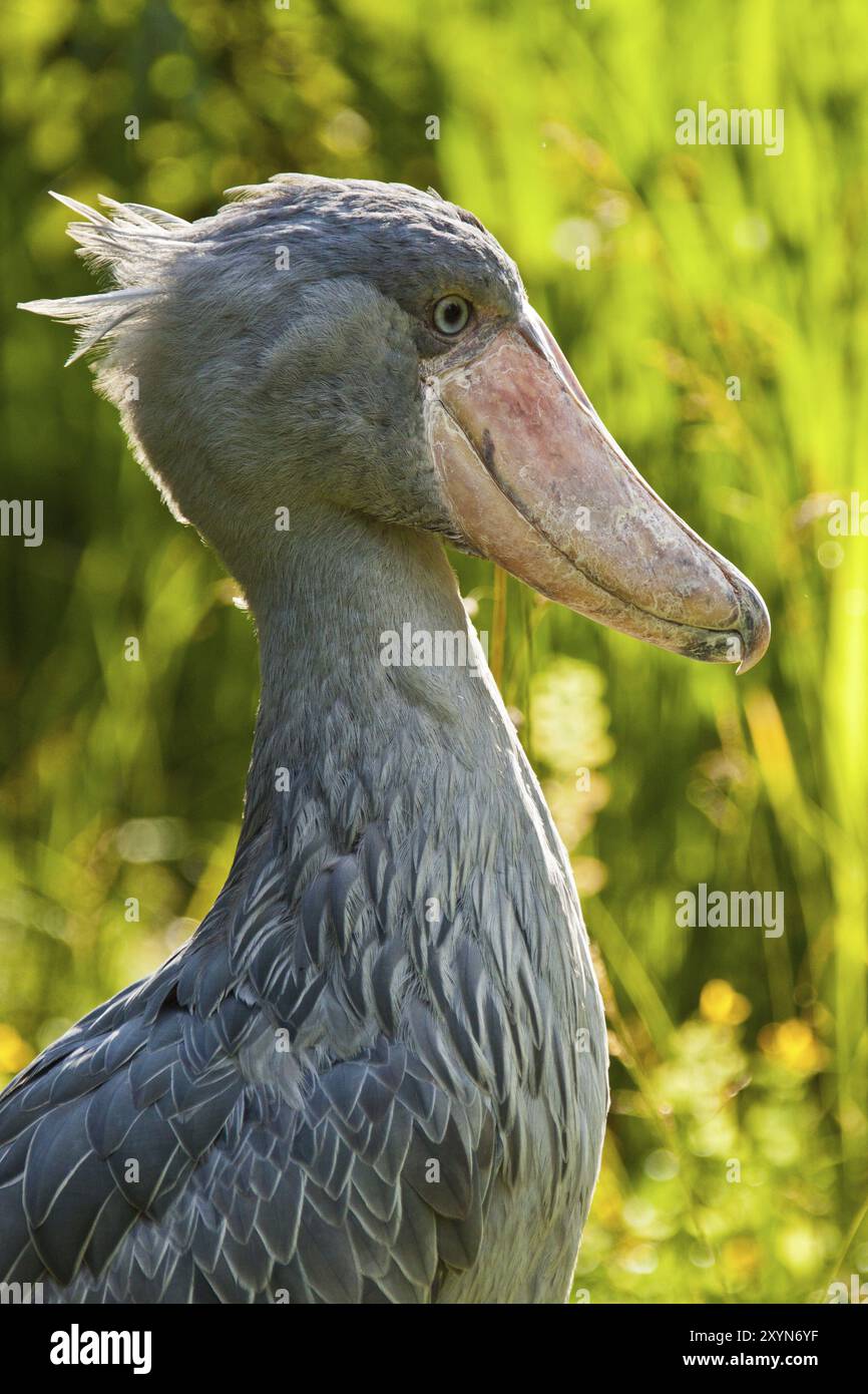 Shoebill (Balaeniceps rex) or also called Abu Markub Stock Photo - Alamy