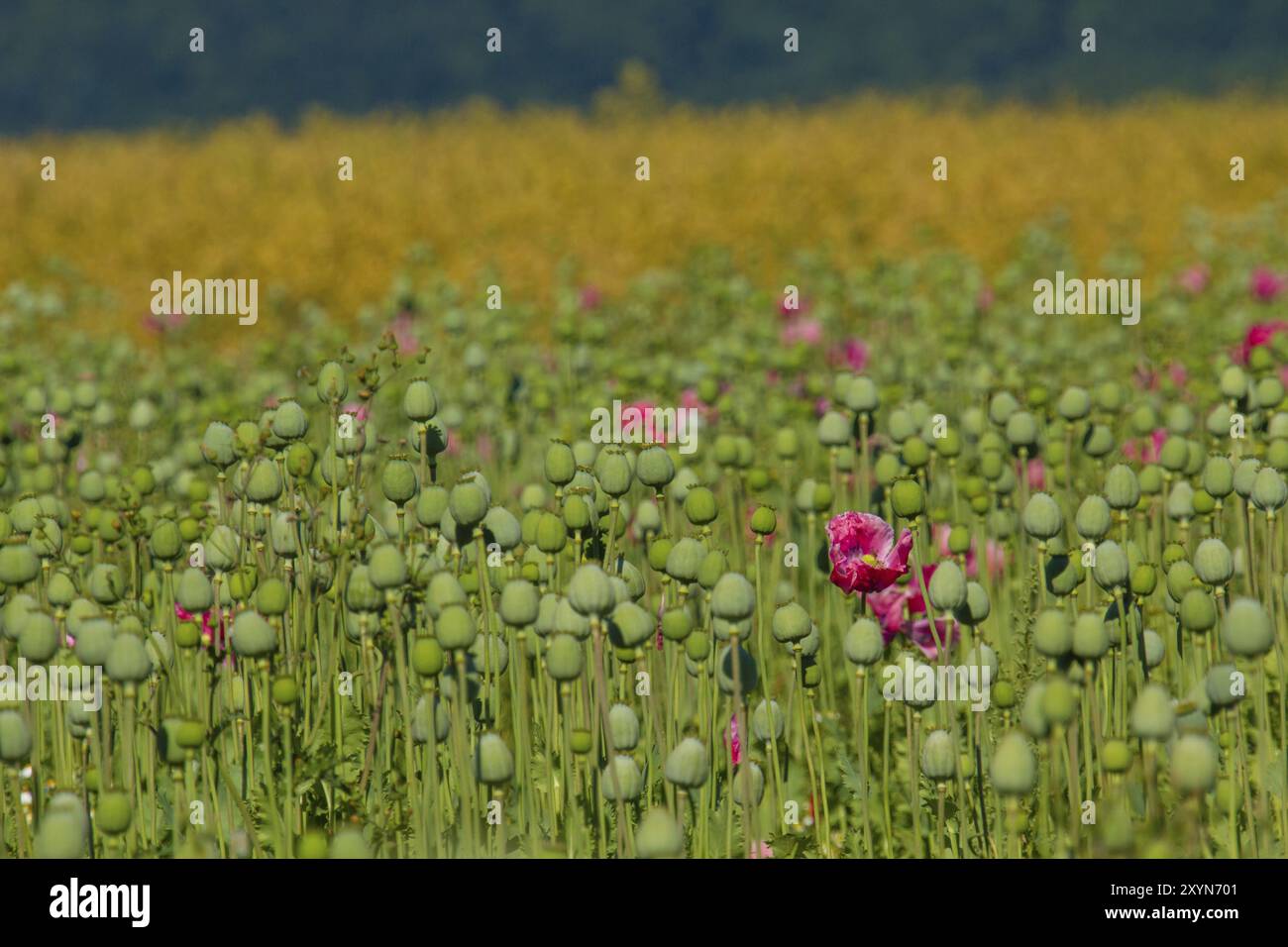 Opium poppy cultivation, opium poppy fields Stock Photo - Alamy