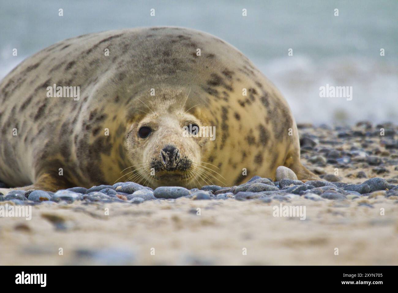 Female grey seal Stock Photo - Alamy