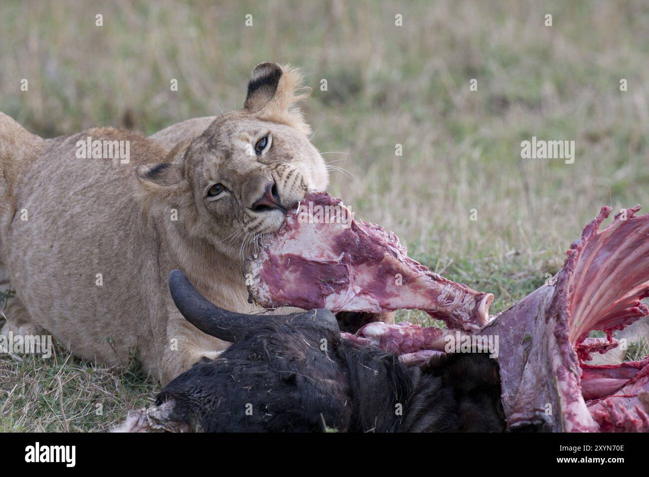 Lioness on the kill, feeding, dead wildebeest Stock Photo - Alamy