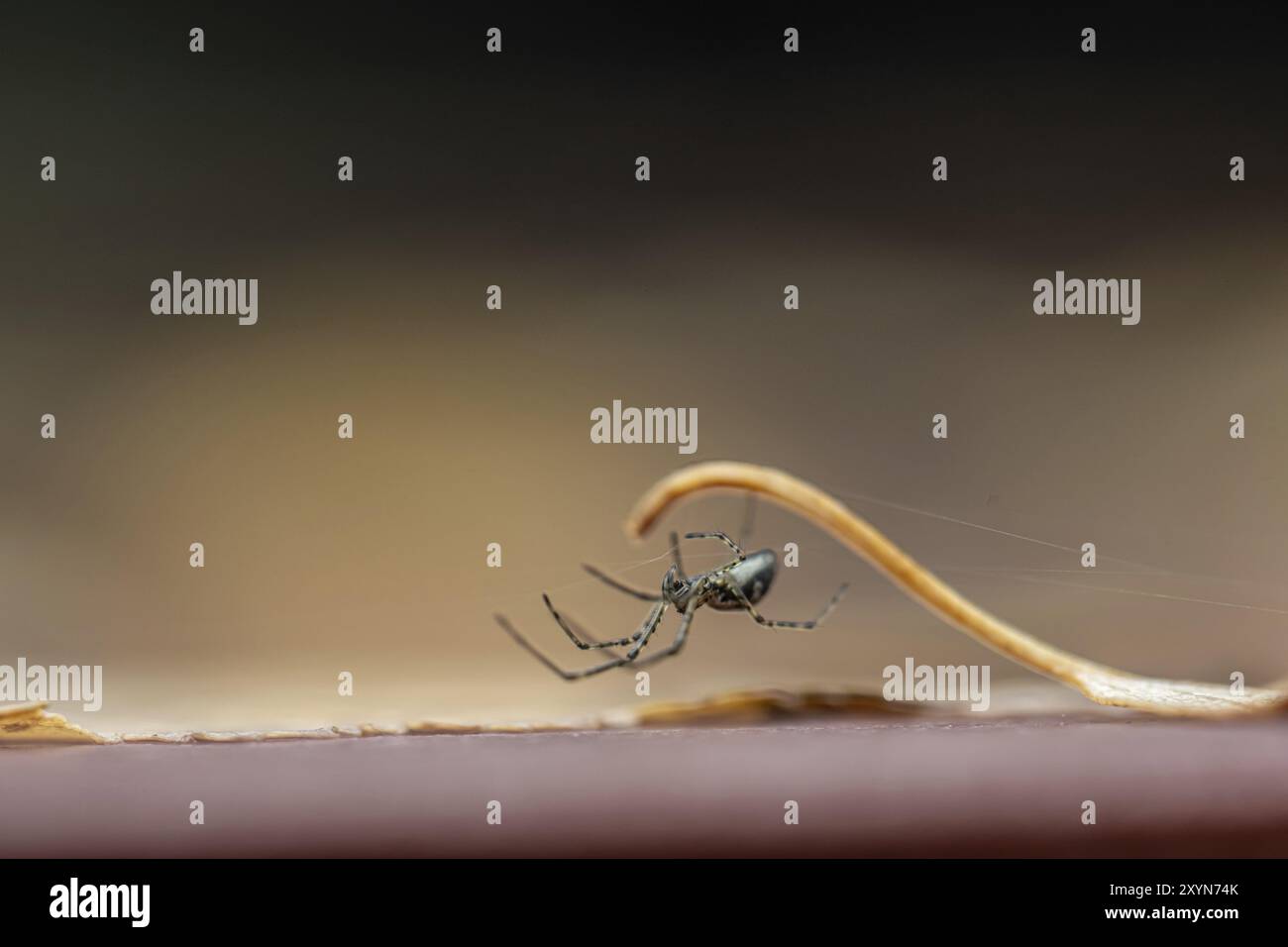 Small spide clinging to the stem of a leaf Stock Photo - Alamy