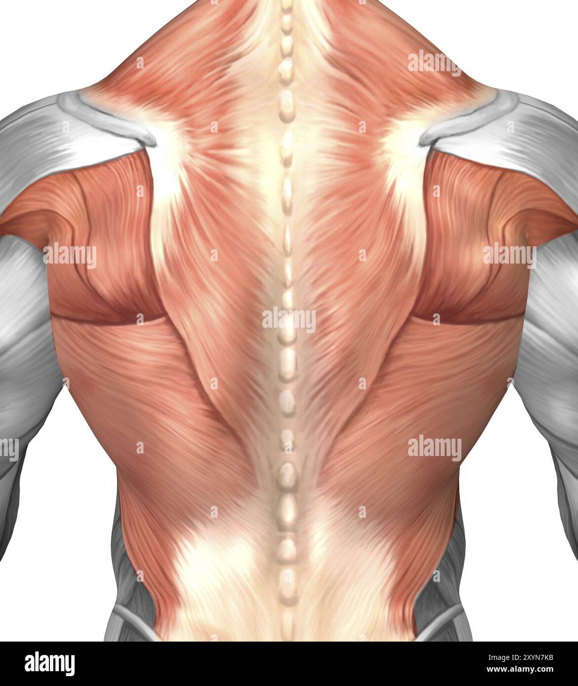 Human back hi-res stock photography and images - Alamy