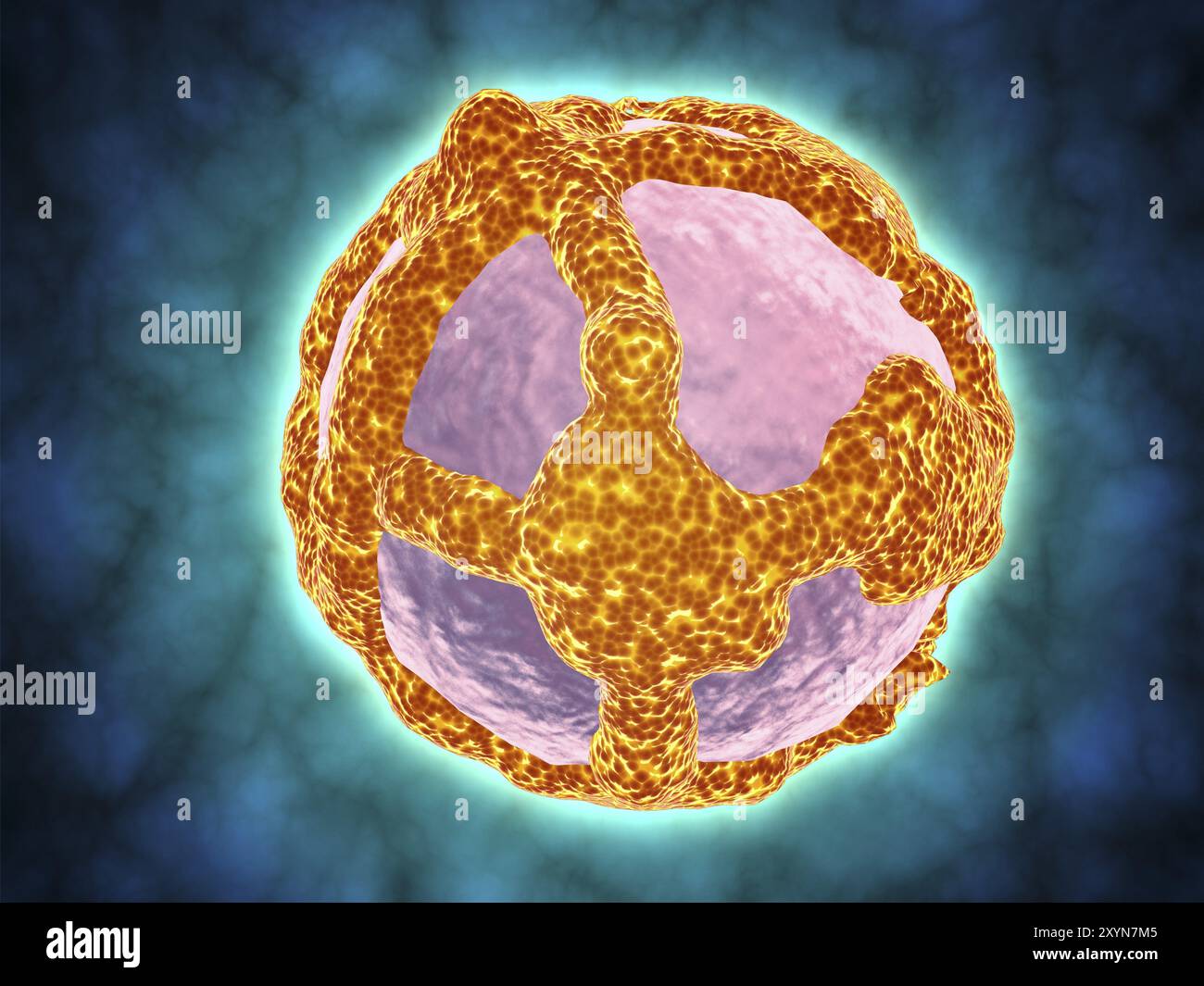 Single cell cyanobacteria hi-res stock photography and images - Alamy