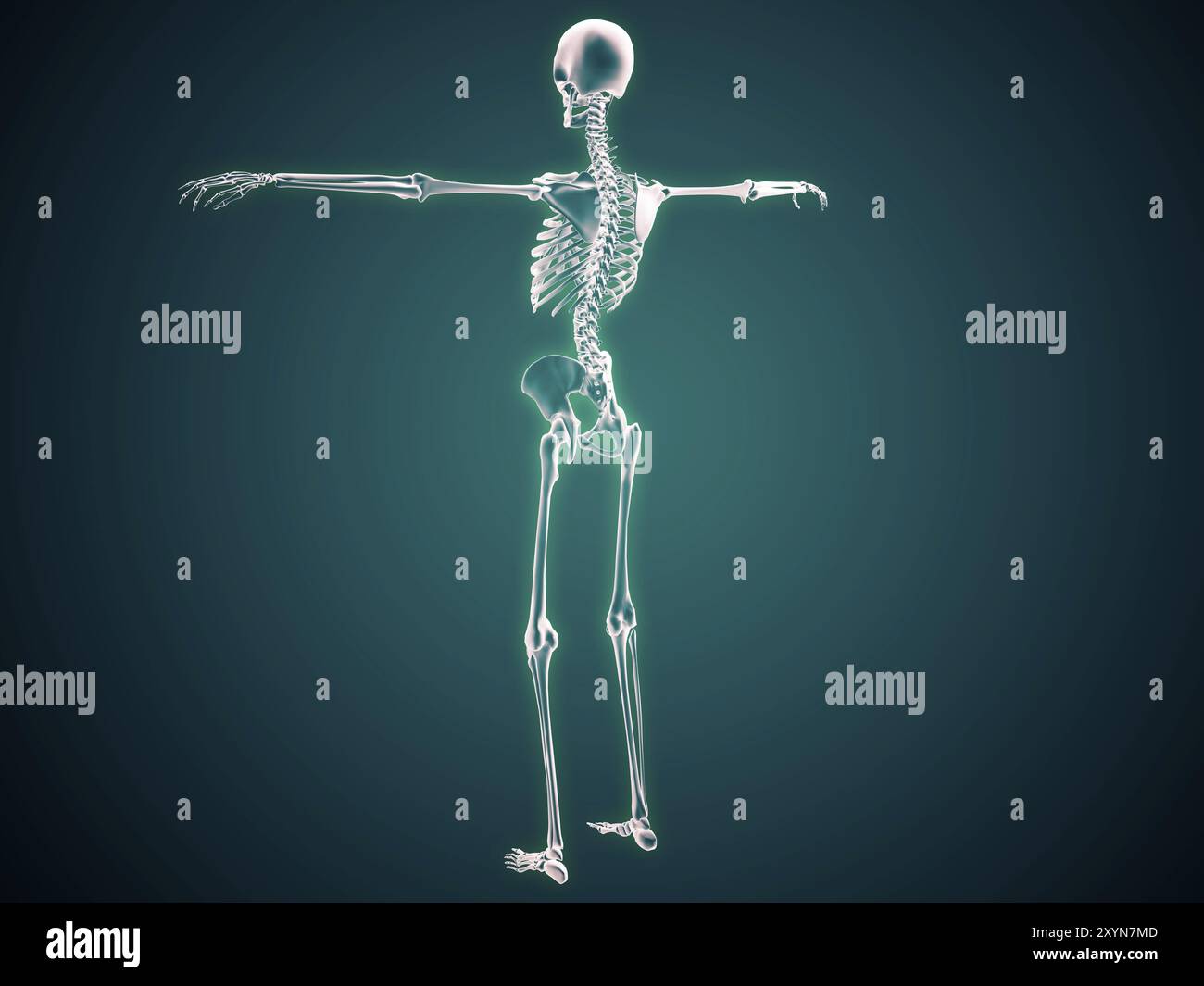 Human skeletal system hi-res stock photography and images - Alamy