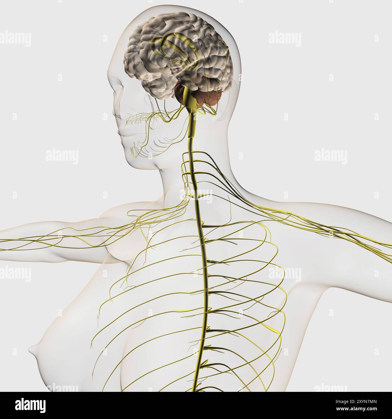 Human brain photo side view hi-res stock photography and images - Alamy