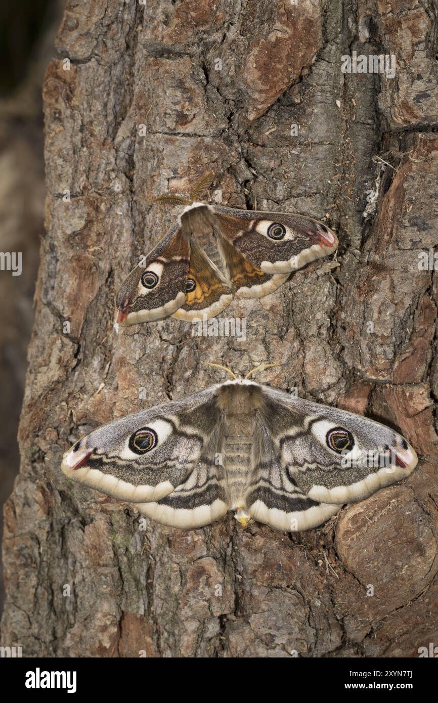 Small emperor moth, male + female, Saturnia pavonia, small emperor moth ...