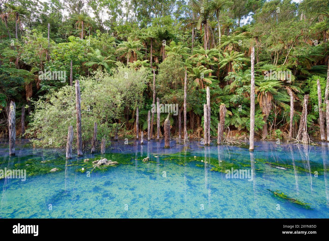 Taupo hot springs Stock Photo - Alamy
