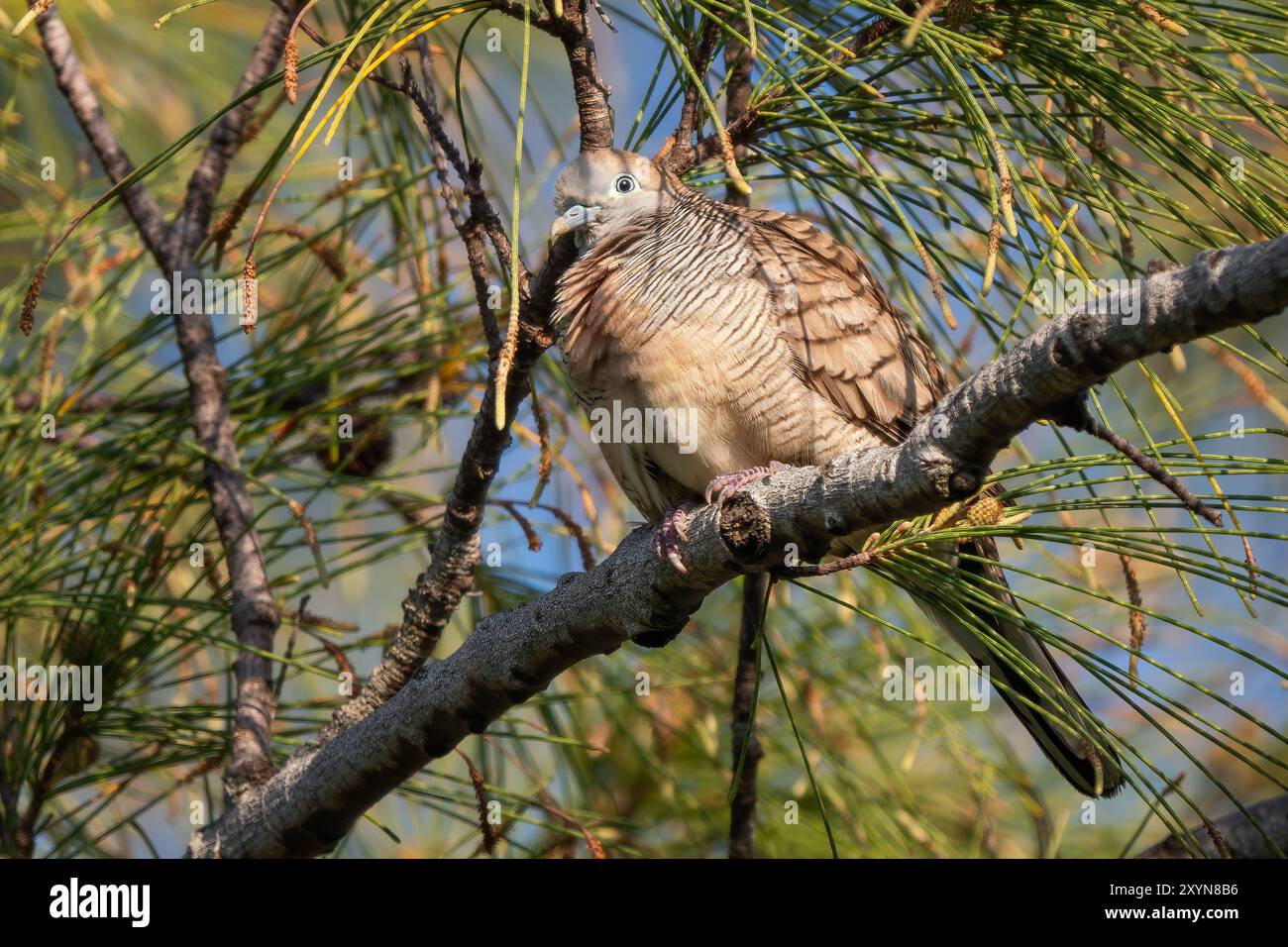 Zebra Dove - Geopelia striata, beautiful small dove from Southeast ...